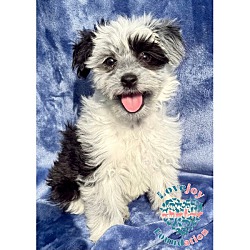 Inglewood, CA - Shih Poo. Meet Punky Brewster a Pet for Adoption ...