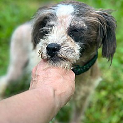 Montvale, NJ - Chinese Crested/Shih Tzu. Meet Mac a Pet for Adoption ...