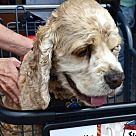 Cocker Spaniel Puppies - Rescue and Adoption Near You