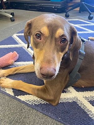 Norman, OK - Hound (Unknown Type). Meet Nestle a Pet for Adoption ...