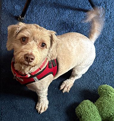 Harrison, NY - Miniature Poodle. Meet Charlie 2 a Pet for Adoption ...