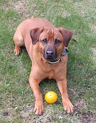 kennebunkport, ME - Rhodesian Ridgeback/Mixed Breed (Medium). Meet Ross ...