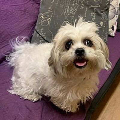 Santa Monica, CA - Shih Tzu/Maltese. Meet ADDIE a Pet for Adoption ...