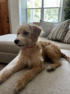 Tampa, FL - Goldendoodle. Meet Millie Doodle a Pet for Adoption ...