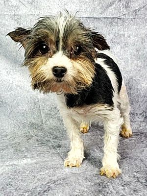 Oakland, MI - Yorkie, Yorkshire Terrier. Meet Gin a Pet for Adoption ...
