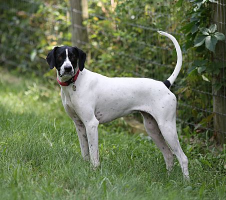 Wood Dale, IL - English Pointer/Pointer. Meet Sydney-Illinois a Pet for ...