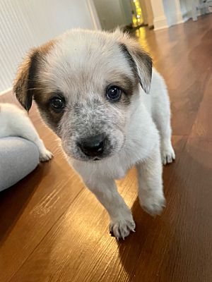 Union Grove, WI - Great Pyrenees/Blue Heeler. Meet Scout a Pet for ...