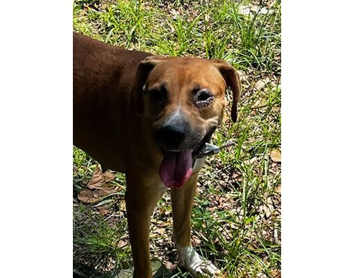 Crawfordville, FL - Black Mouth Cur/Mixed Breed (Medium). Meet Garnet a ...