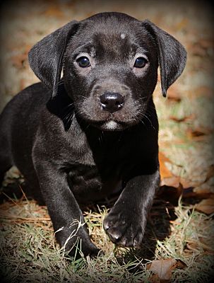 Southbury, CT - Pug/Labrador Retriever. Meet Vixen~adopted! a Pet for ...