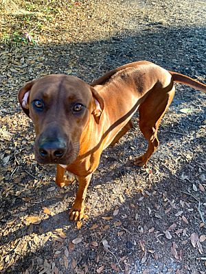 Plant City, FL - Rhodesian Ridgeback. Meet Benny a Pet for Adoption ...