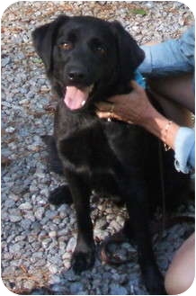 Big Canoe, GA - Labrador Retriever. Meet Ajax a Pet for Adoption.
