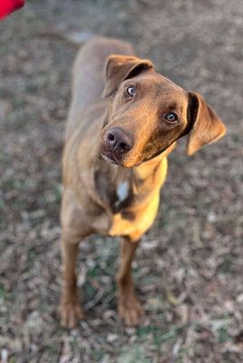 Keswick, ON - Rhodesian Ridgeback/Labrador Retriever. Meet Ryder a Pet ...
