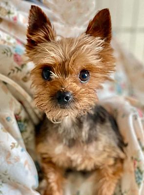 Freeport, NY - Yorkie, Yorkshire Terrier. Meet Magic a Pet for Adoption ...