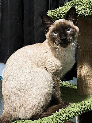 Sioux Falls, SD - Siamese. Meet George a Pet for Adoption - AdoptaPet.com