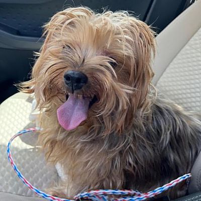 Dallas, TX - Yorkie, Yorkshire Terrier. Meet Princess a Pet for ...