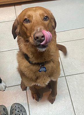 Memphis, TN - Golden Retriever. Meet Red a Pet for Adoption - AdoptaPet.com