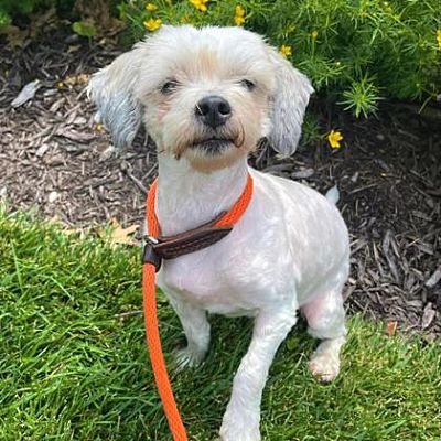 Merriam, KS - Shih Tzu. Meet Christine a Pet for Adoption - AdoptaPet.com