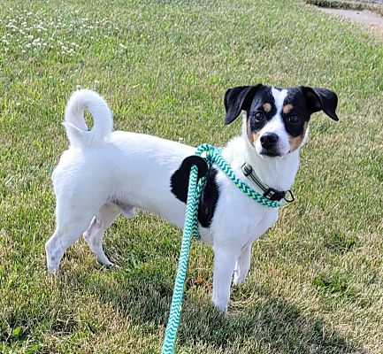Defiance, OH - Jack Russell Terrier/Miniature Pinscher. Meet Jazz a Pet ...