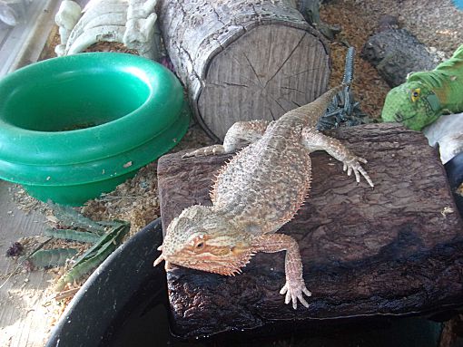 Christmas, FL - Lizard. Meet Bearded Dragons-4 a Pet for Adoption ...