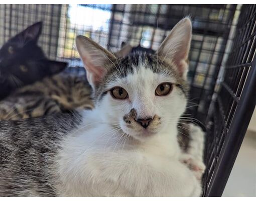 Santa Cruz, CA - Domestic Shorthair. Meet OLLIE a Pet for Adoption ...