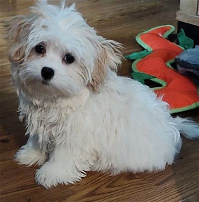 Orlando, FL - Maltese/Shih Tzu. Meet Simon PENDING a Pet for Adoption ...