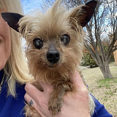 Magnolia, TX - Yorkie, Yorkshire Terrier. Meet Nova (Dallas) a Pet for ...