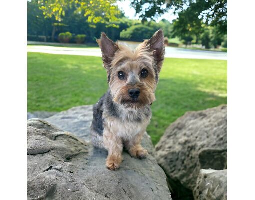 Phoenix, AZ - Yorkie, Yorkshire Terrier/Yorkie, Yorkshire Terrier. Meet ...