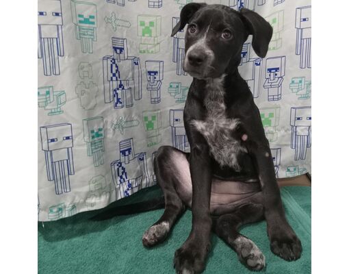 Cabot, AR - Australian Cattle Dog/Mixed Breed (Medium). Meet Marie a ...