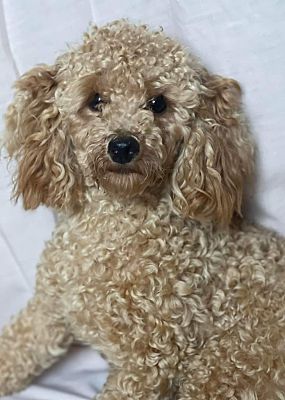 Freeport, NY - Poodle (Standard). Meet Vance a Pet for Adoption ...