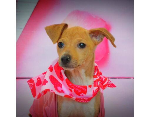 Rosemont, IL - Chihuahua. Meet Nica TM a Pet for Adoption - AdoptaPet.com