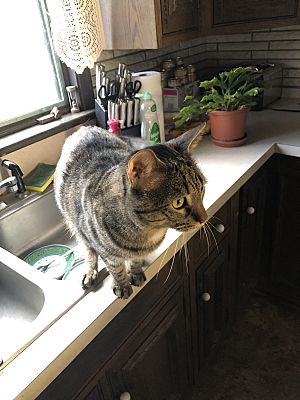 Akron, NY - Tabby. Meet Oreo a Pet for Adoption - AdoptaPet.com