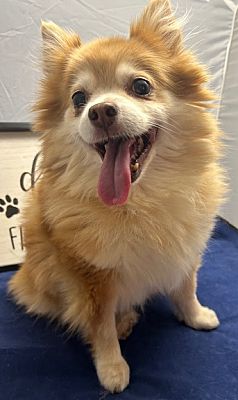 PLANO, TX - Pomeranian. Meet BELLA a Pet for Adoption - AdoptaPet.com