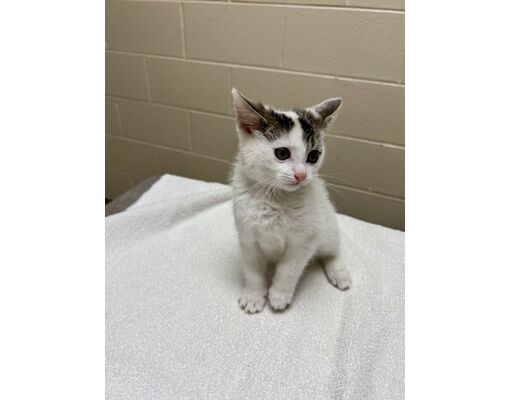 Detroit, MI - Domestic Shorthair/Domestic Mediumhair. Meet Monty a Pet ...