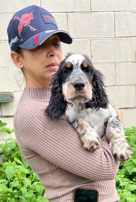 New York, NY - Springer Spaniel. Meet Robin a Pet for Adoption ...
