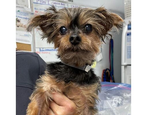 Hawthorne, CA - Yorkie, Yorkshire Terrier/Mixed Breed (Medium). Meet ...