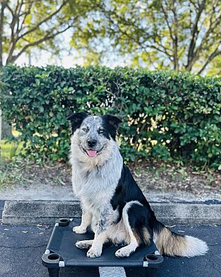 Winter Springs, FL - Australian Shepherd/Australian Cattle Dog. Meet ...