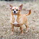 Pug Puppies - Pug Rescue and Adoption Near You