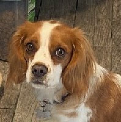 Pueblo, CO - Cavalier King Charles Spaniel/English Springer Spaniel ...