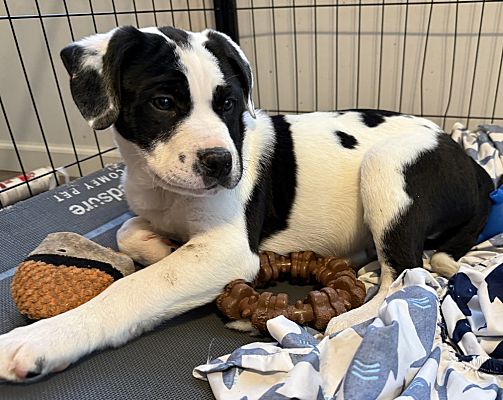 South Bend, IN - English Bulldog/Border Collie. Meet Xander a Pet for ...