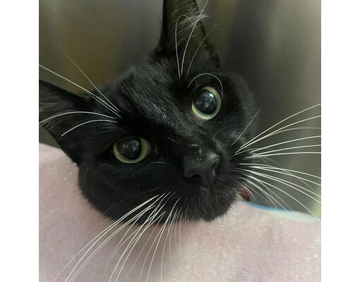 Springfield, MA - Domestic Shorthair. Meet Fat Fat a Pet for Adoption ...