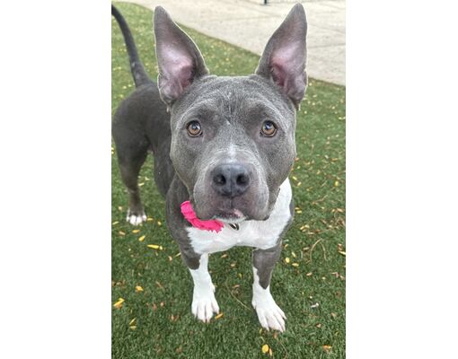 Indianapolis, IN - American Pit Bull Terrier/Mixed Breed (Medium). Meet ...