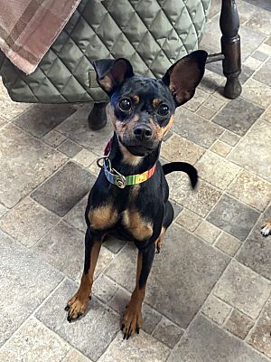 Hughesville, PA - Miniature Pinscher. Meet Coco a Pet for Adoption ...