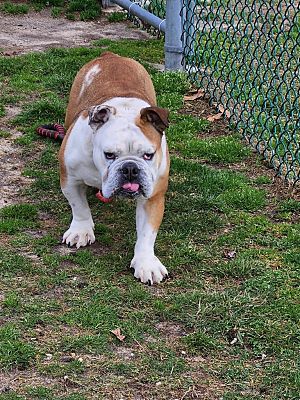 Vineland, NJ - American Bulldog. Meet Charlotte a Pet for Adoption ...