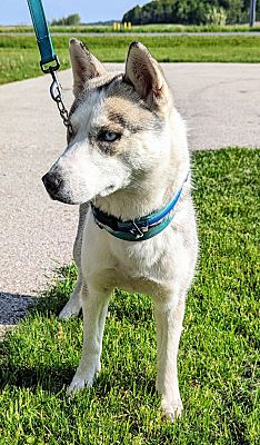 Shelby, MI - Husky. Meet Koda a Pet for Adoption - AdoptaPet.com