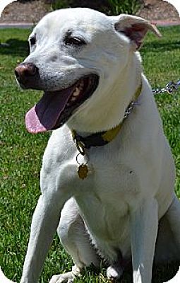 Simi Valley, CA - Labrador Retriever. Meet Rusty a Pet for Adoption ...
