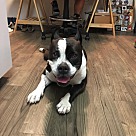 Boston Terrier Puppies - Boston Terrier Rescue and Adoption