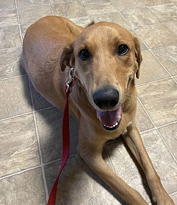 Oxford, MI - Retriever (Unknown Type)/Labrador Retriever. Meet “Nacho ...