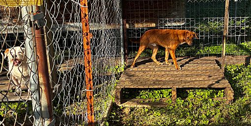 Poteau, OK - Rhodesian Ridgeback/Mixed Breed (Medium). Meet Red a Pet ...