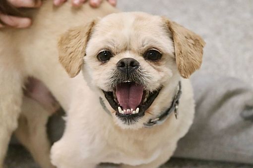 Viroqua, WI - Shih Tzu/Lhasa Apso. Meet Cooper a Pet for Adoption ...