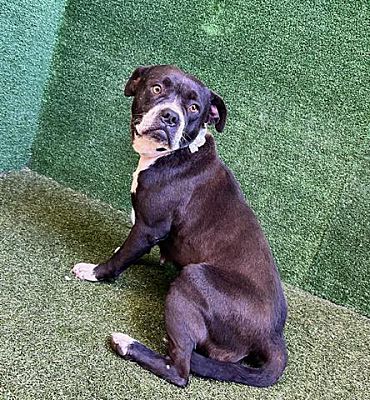 Beverly Hills, CA - Boston Terrier. Meet Tootie a Pet for Adoption ...